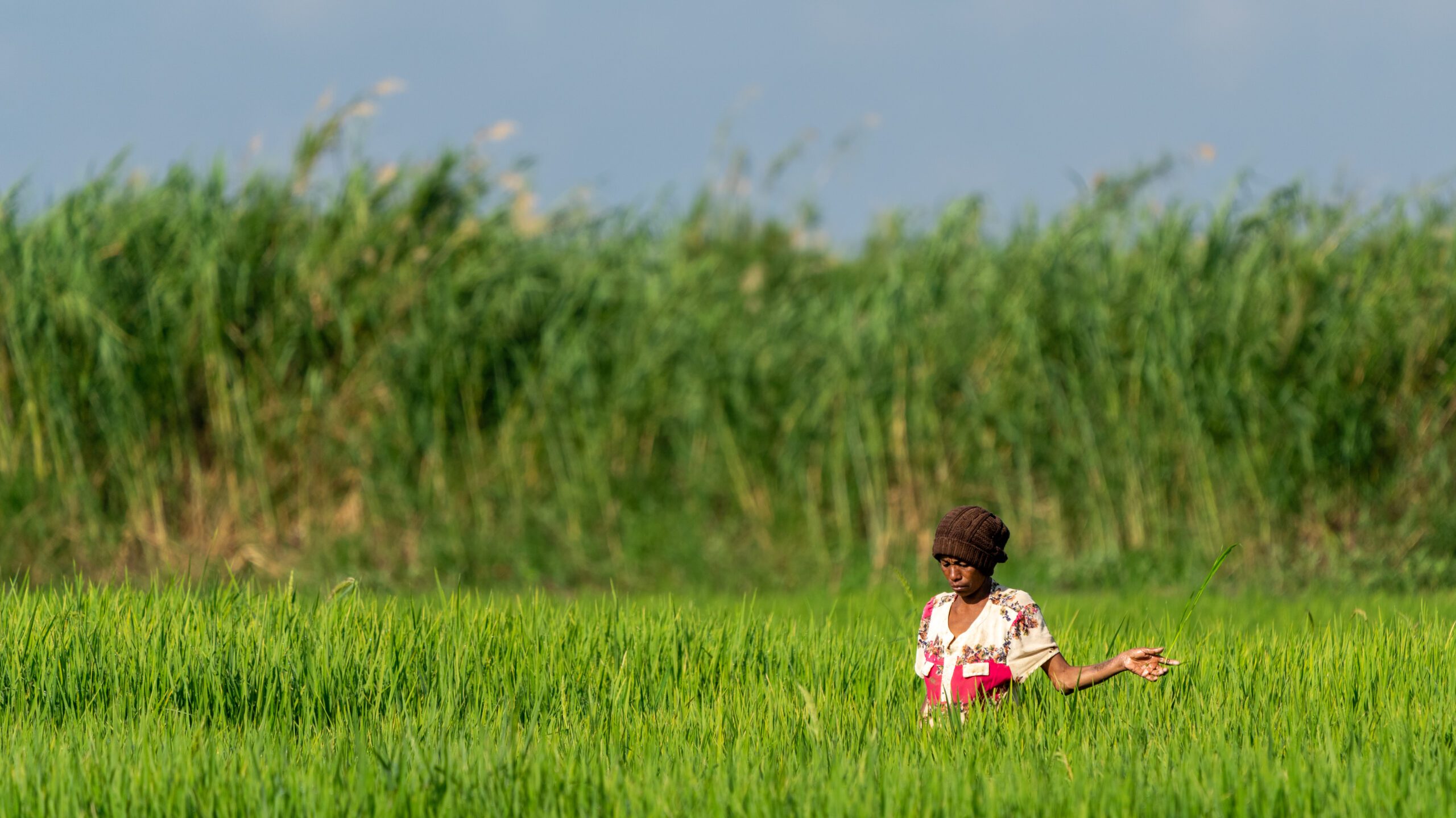 Immerse yourself in the beauty and danger of Madagascar’s Lac Alaotra ...